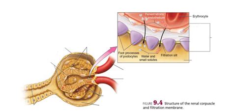 Structure Of The Renal Corpuscle And Filtration Membrane Diagram Quizlet