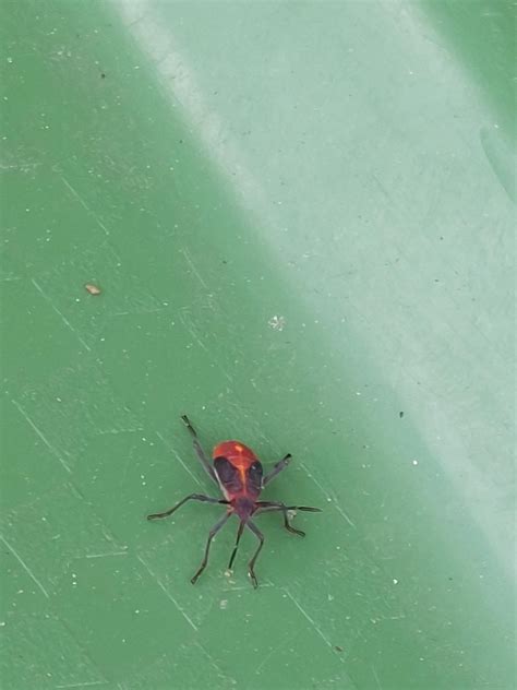 Saw So Many Boxelder Nymphs Today I Love How Goofy These Guys Are R
