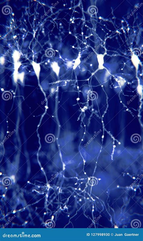 Pyramidal Neurons In The Cerebral Cortex Stock Illustration Illustration Of Senses