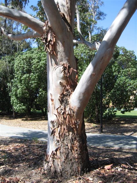 E Botryoides Hybrid 1