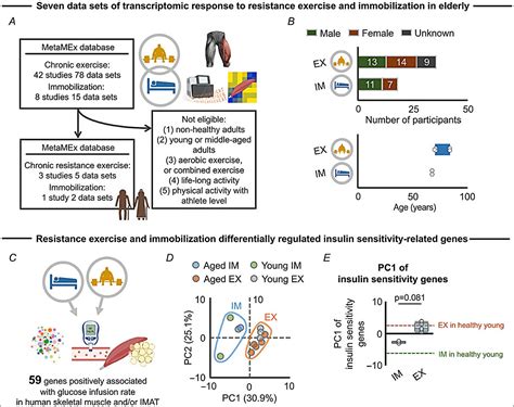 Exercise Induced Pgc 1α Expression Inhibits Fat Accumulation In Aged