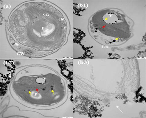 Tem Micrographs Of Chlorella Sp After 96 H Of Exposure A Control