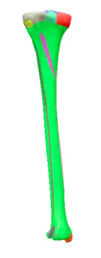 Tibia Posterior View Diagram Quizlet