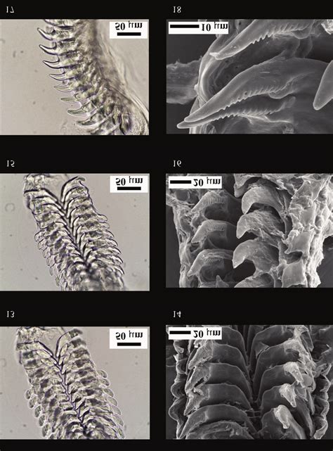In Slide Radula In Molluscs