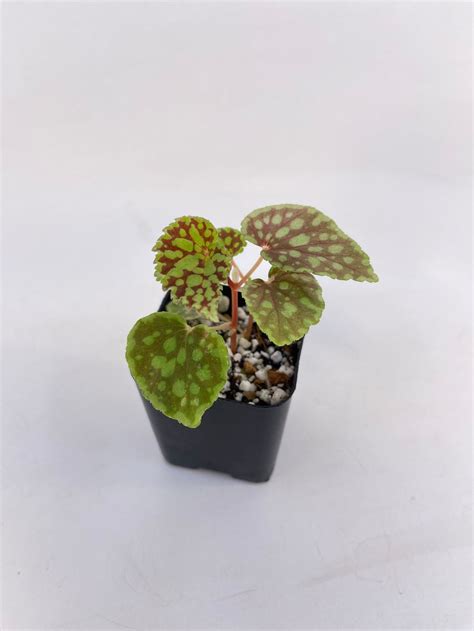 Begonia Chlorosticta ‘red Form Botanicaz