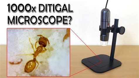 How Does A Digital Microscope Work At Eldon Berthold Blog