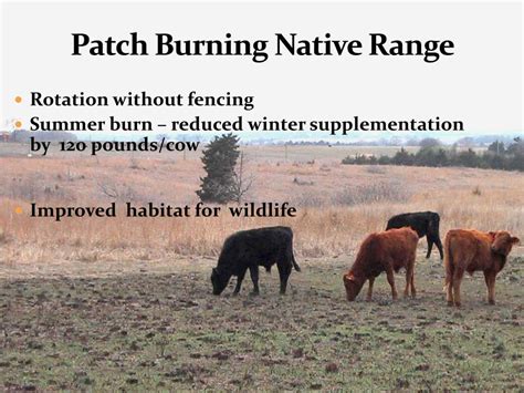 Ppt Managing The Forage Base On A Central Ok Ranch Powerpoint