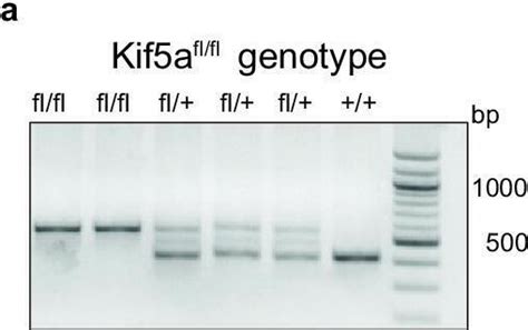 Quantitative Transportomics Identifies Kif5a As A Major Regulator Of