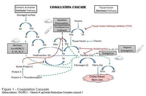 Anticoagulation Drugs