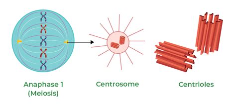 Centrosomes Geeksforgeeks