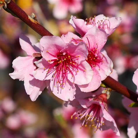 Red Haven Peach Trees For Sale