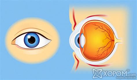 Унтаад сэрэх үед нүд яагаад нуухтай болсон байдаг вэ Нүднээс нуух ихээр гарах нь ямар нэг