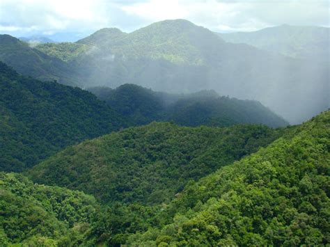 What Is A ‘mass Extinction And Are We In One Now