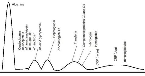 a typical electropherogram showing proteins present in their respective