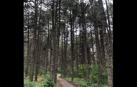 8 Vjeçarja Ngacmohet Nga Një Burrë Në Parkun E Sllatinës “a Po Vjen