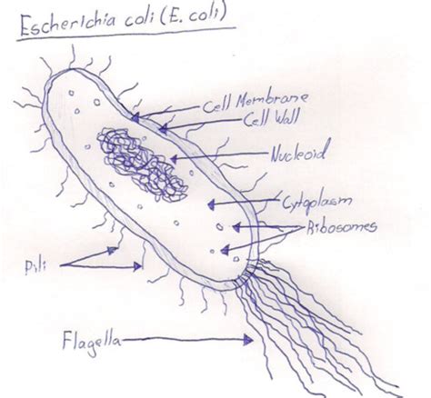 Bio211 10 11 Lecture Prokaryotes 2 Flashcards Quizlet