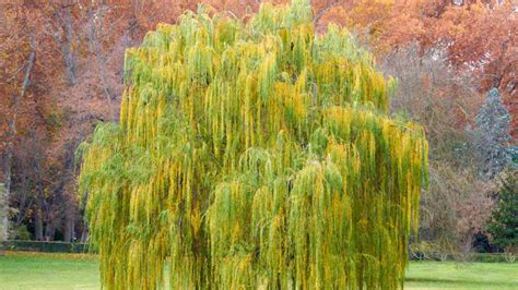 How To Grow And Care For Weeping Willow Trees Complete Guide