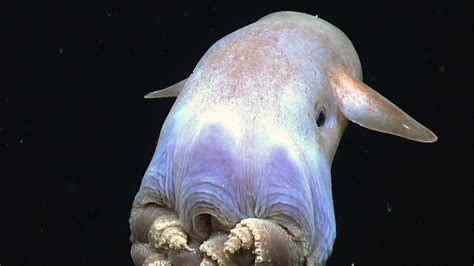 Cute Deep Sea Creatures