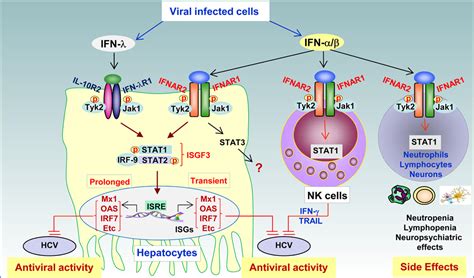 Stat Proteins Key Regulators Of Anti Viral Responses Inflammation