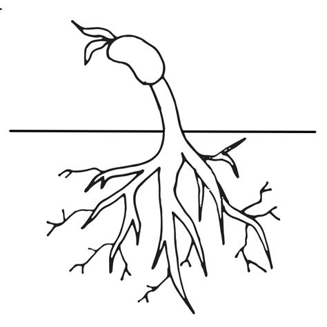 Outline Clipart Root Picture 1798116 Outline Clipart Root