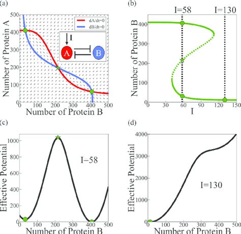 Toggle Switch Biology At Charles Lindquist Blog