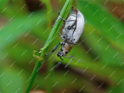 Premium Photo A Bug On A Blade Of Grass