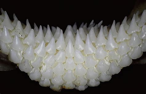 Brownbanded Bamboo Shark Teeth