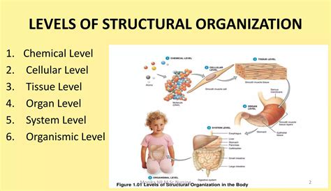 Levels Of Structural Organisation Of Human Body Pptx