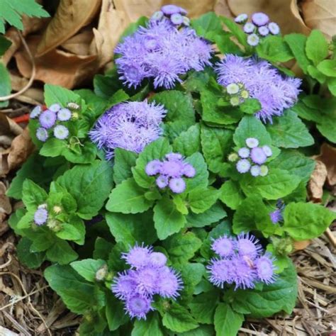 Mink Blue Dwarf Ageratum Plants 4 Pack Summerfield Acres