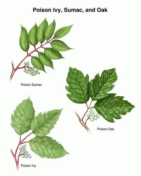 How To Identify Poison Ivy Oak And Sumac And Protect Yourself