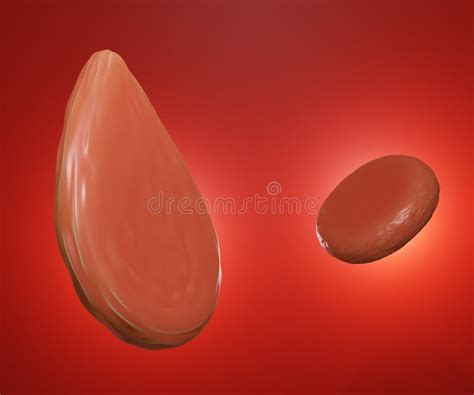 Dacrocyte Stock Illustrations 3 Dacrocyte Stock Illustrations Vectors And Clipart Dreamstime