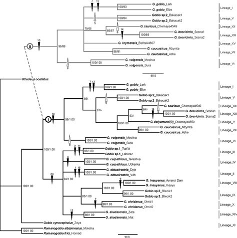 maximum parsimony tree inferred from combined data cr and s7 i