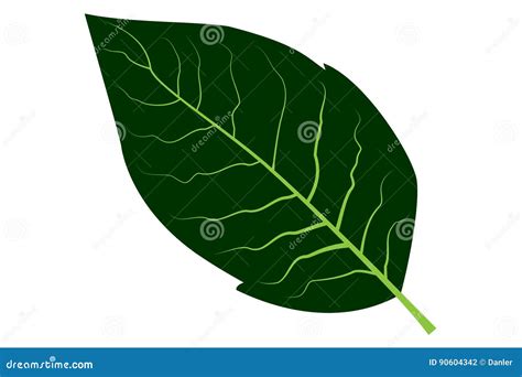 Tobacco Leaf Vector Stock Vector Illustration Of Crop 90604342