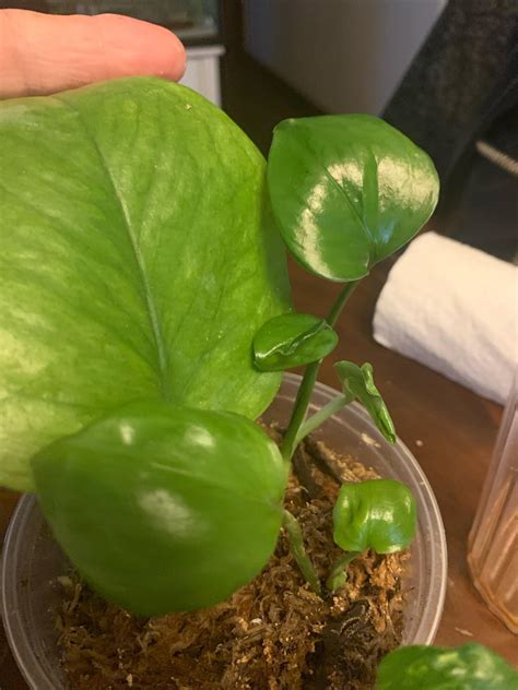 My Teruno Olivia Is Throwing Some Weird Leaves It Has Like A Double Shark Fin Rpothos