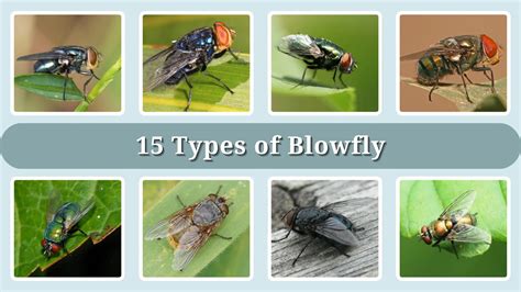 15 Types Of Blowfly Identification With Picture