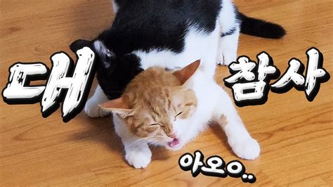 발정난 암컷 아기 고양이 치치 대참사가 벌어졌다 아기고양이 고양이 고양이일상 고양이일상 고양이브이로그