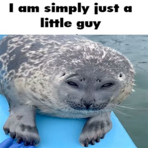 Cute Seals Pinterest Board 630 Ideas From Seal