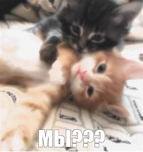 Создать мем котята милые котики ласковый котенок Картинки Meme