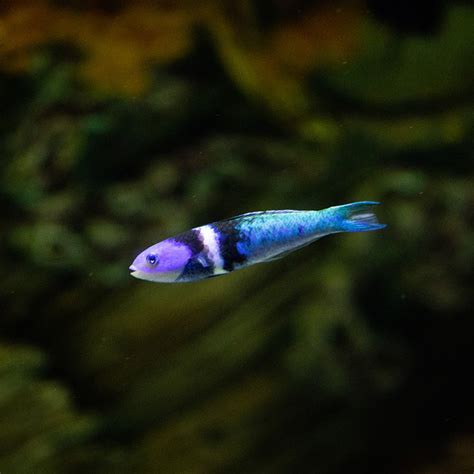 Bluehead Wrasse Georgia Aquarium