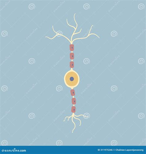 Human Brain Bipolar Neuron Nerve Cell Synapses Myelin Sheat Cell