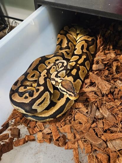 Pair Vpi Pied Ball Python By Zander Zone Reptiles