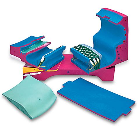 Cochlear Duct And Organ Of Corti Model 5 Part Clever Scientific Laboratory