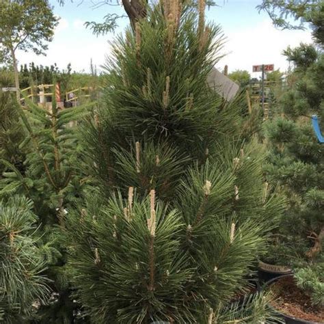 Austrian Pine Pinus Nigra Arnold Sentinel