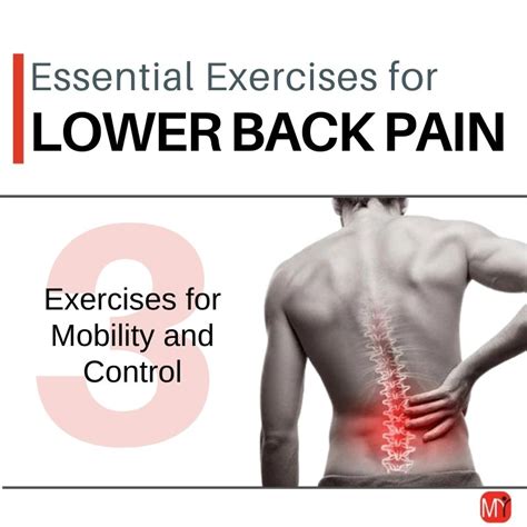 Essential Exercises For Lower Back Mobility My Rehab Connection