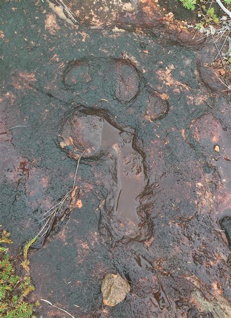 35 Cm 14 Inch Foot Prints With 6 Toes Found In Same Location Of Other