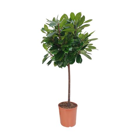 Afrikansk Figen Ficus Cyatistipula Ø23 Cm Potte Plantorama