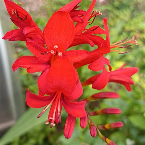 Crocosmia Lucifer — Plants For Design