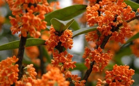 Srn Osmanthus Fragrans Orange 5 Seeds Fragrant Sweet Olive Tree Shrub