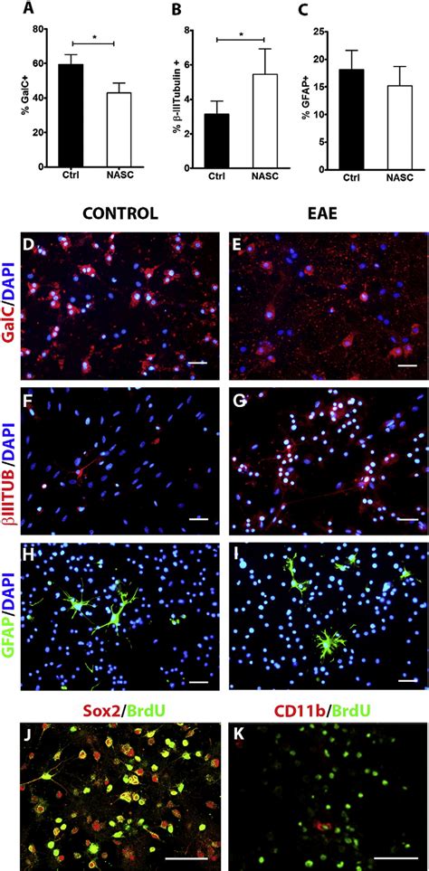 Npcs Differentiation Is Affected In Npcs Isolated From Nasc Control Download Scientific