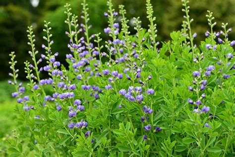 Baptisia Plant Care How To Grow And Care For False Indigo Flowers